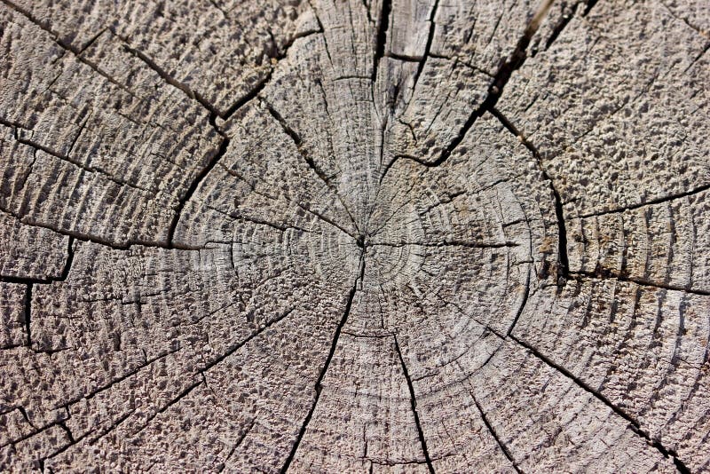 Rustic Weathered Radial Wood Grain Background Stock Image - Image of ...