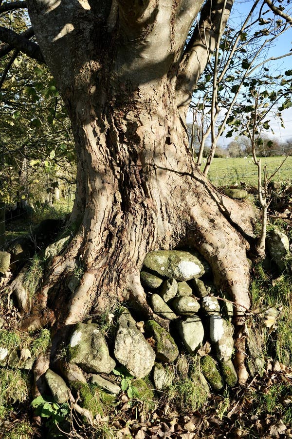 Rustic Welsh Tree Trunk Over a Stone Wall in the Sunlight. Stock Photo ...