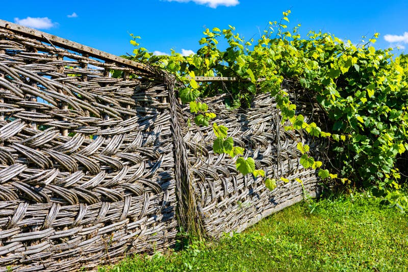 Rustic Wicker Fence Overgrown with Wild Vegetation Stock Photo - Image ...