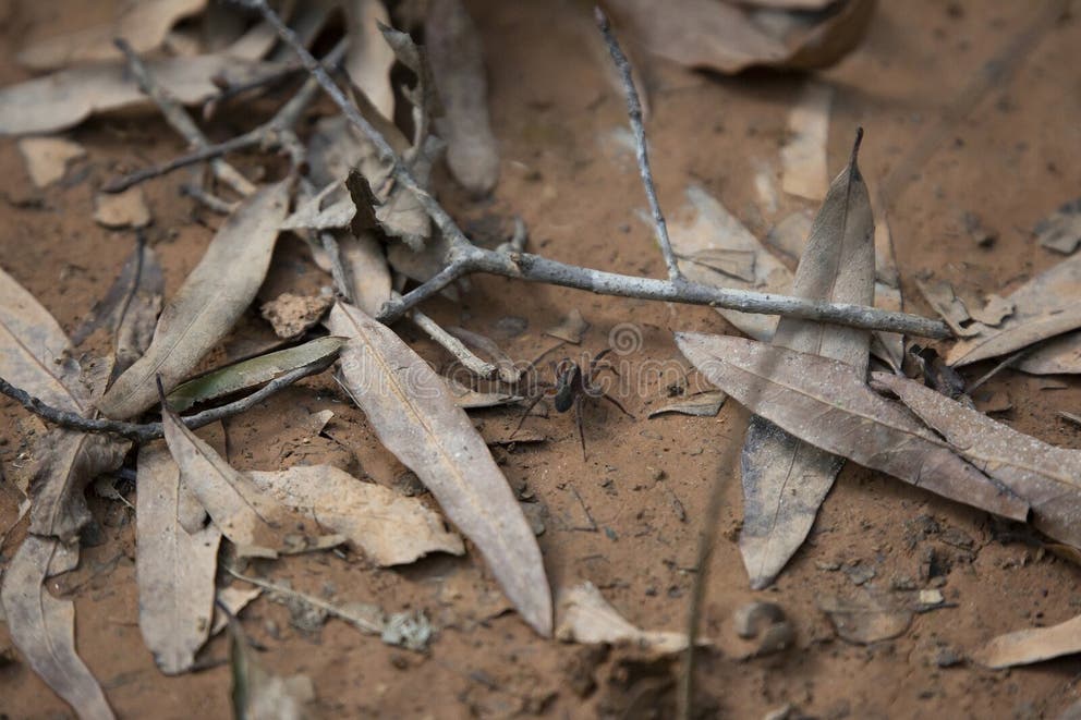 Rustic Wolf Spider stock image. Image of fauna, biology - 291173901