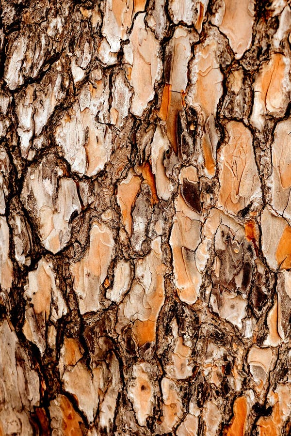 Rustic Wood Bark Texture Background Stock Image - Image of macro ...