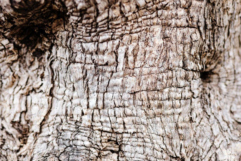 Rustic Wood Bark Texture Background Stock Image - Image of closeup ...