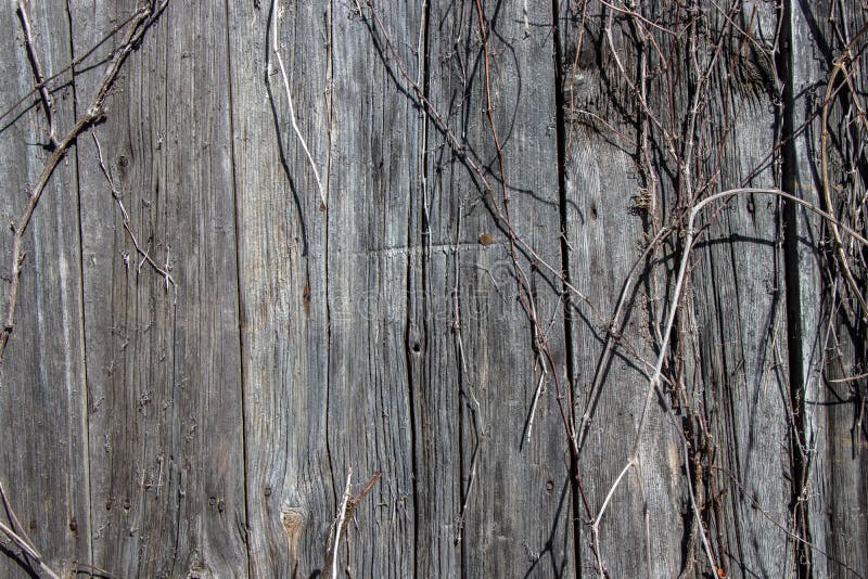 Rustic Wood Barn Background with Vines Stock Image - Image of grapevine ...