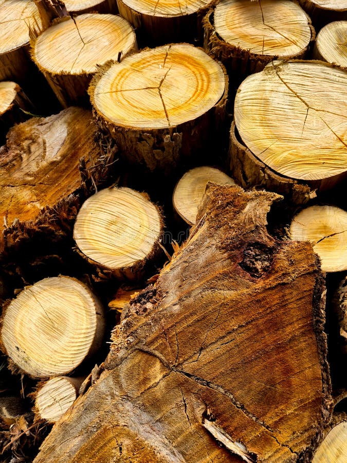 Rustic Wood Cut and Stacked on a Truck. Stock Image - Image of stacked ...