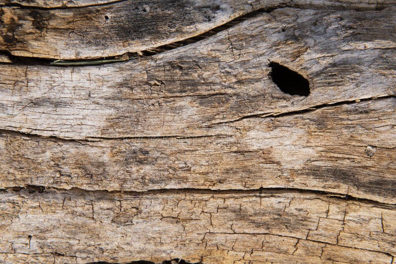 Rustic Wood Tree Trunk Texture Background. Stock Photo - Image of ...