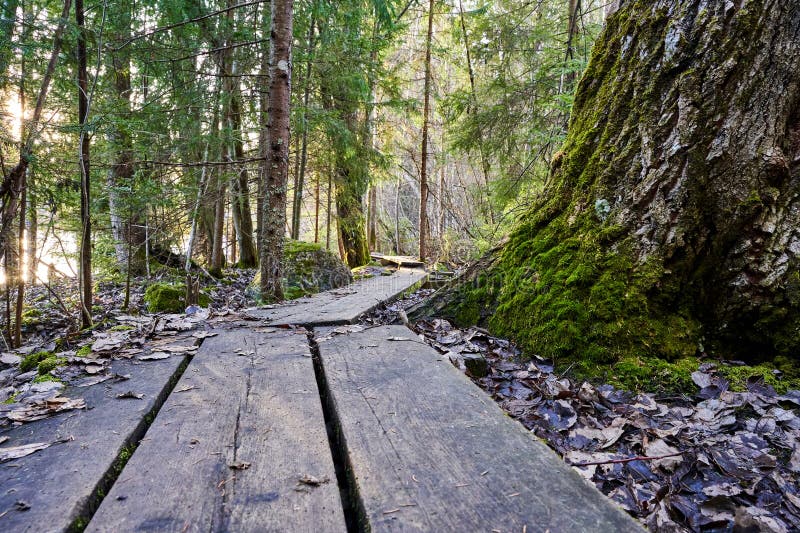 Rustic Wooden Bench by Large Tree Trunk in Forest Clearing Stock Image ...