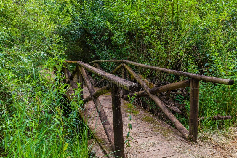Rustic Wooden Bridge Leads Lush Green Forest Stock Photos - Free ...