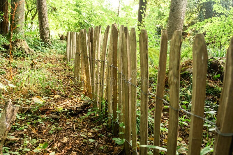 Rustic Wooden Fence Along Forest Pathway in Lush Greenery of Summer ...