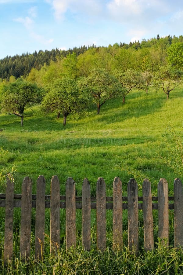 Wooden Fence and Spring Orchard Stock Photo - Image of background ...