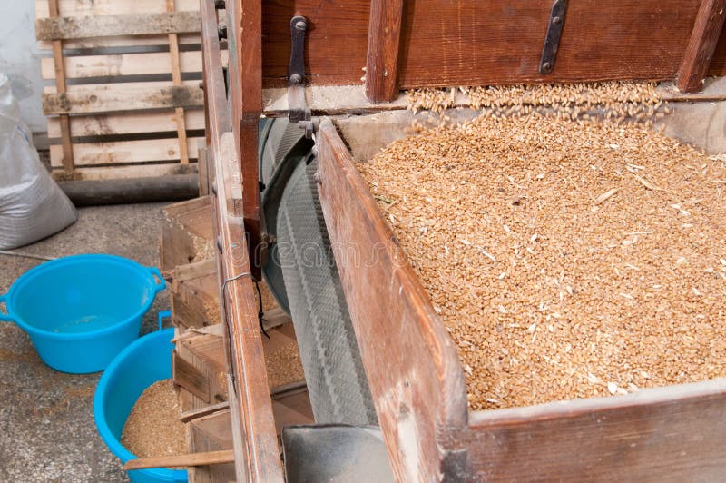 Wheat seed production stock photo. Image of agriculture - 183107528