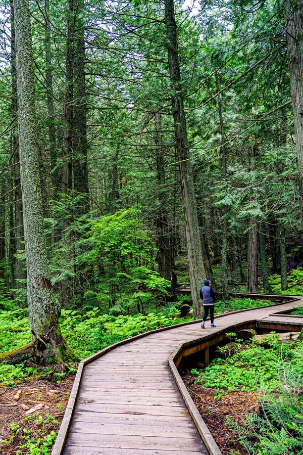Rustic Wooden Pathway Surrounded by Dense Trees Stock Photo - Image of ...