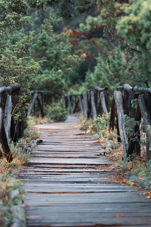 Rustic Wooden Pathway Surrounded by Lush Green Foliage in a Serene ...