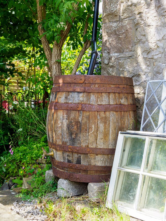 Rustic Wooden Rain Barrel in a Lush Garden Setting beside a Stone Wall ...