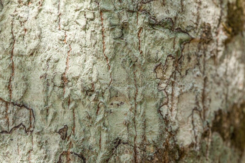 Rustic Wooden Texture, Empty Soft Wood Background Stock Image - Image ...