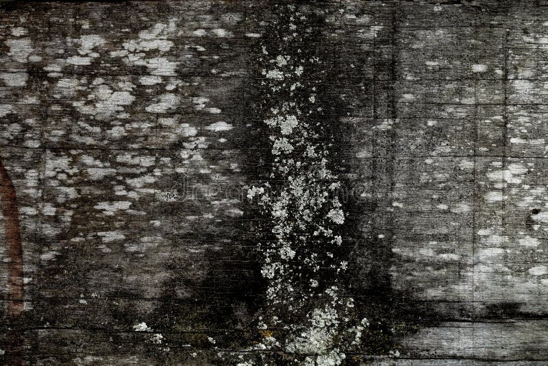 Rustic Wooden Texture, Empty Soft Wood Background Stock Photo - Image ...