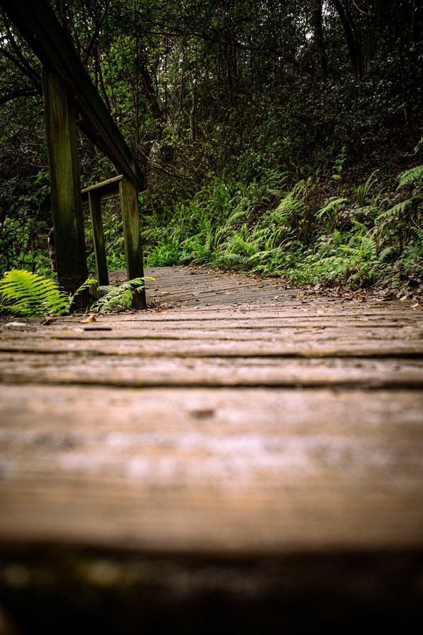 Rustic Wooden Walkway Spanning a Tranquil Natural Landscape of Green ...