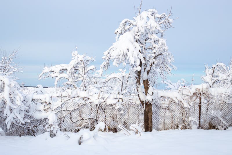Rustic Yard with Chain-link Fence and Snow-covered Trees on a Winter ...