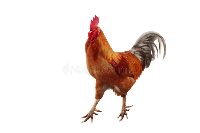 Rustieke Rode Haan Op Een Witte Achtergrond Stock Foto - Image of ...