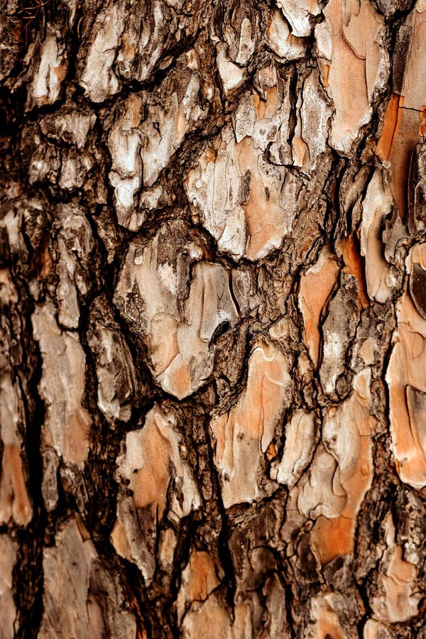 Rustikale Holz Rinde Textur Hintergrund Stockfoto - Bild von makro, organisch: 221083976