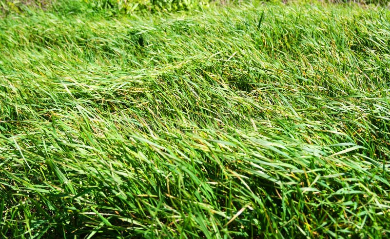Rustle Of A Grass. Picture Image: 4822905