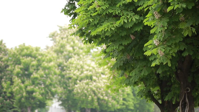 Rustle of leaves on trees stock footage. Video of park - 42904596