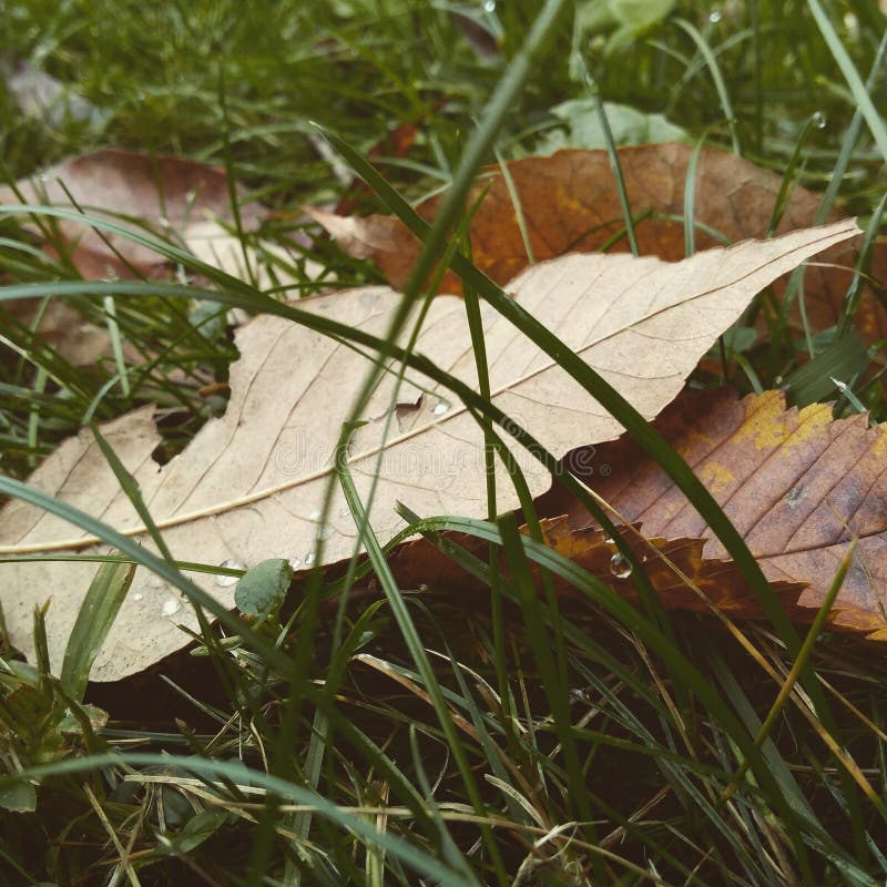 Rustle stock photo. Image of nature, rich, rustle, leaves - 150942556