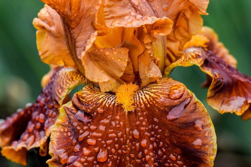 Rustler Orange Iris stock image. Image of orange, rust - 95646659