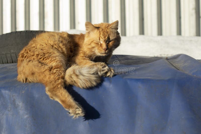 Rustling Cat Basks in Sun. Stray Cat is Asleep Stock Photo - Image of ...