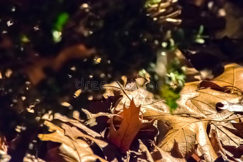 Rustling Fall Leaves stock photo. Image of brown, night - 49254362