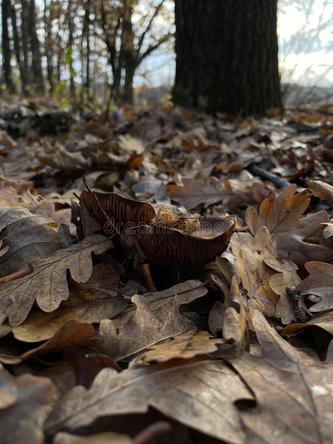 Rustling of leaves stock image. Image of wildlife, fall - 382130053