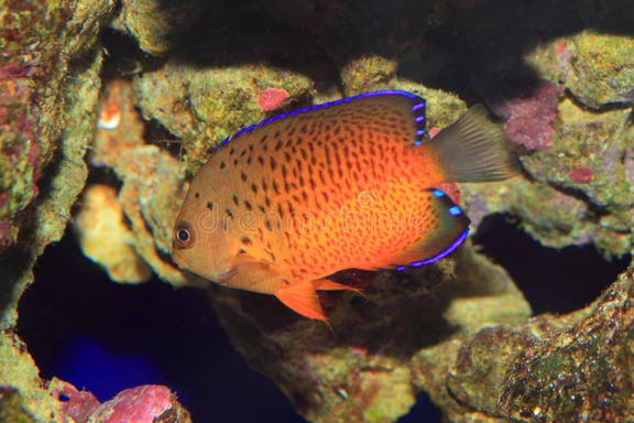 Rusty Angelfish imagen de archivo. Imagen de oxidado - 38278929