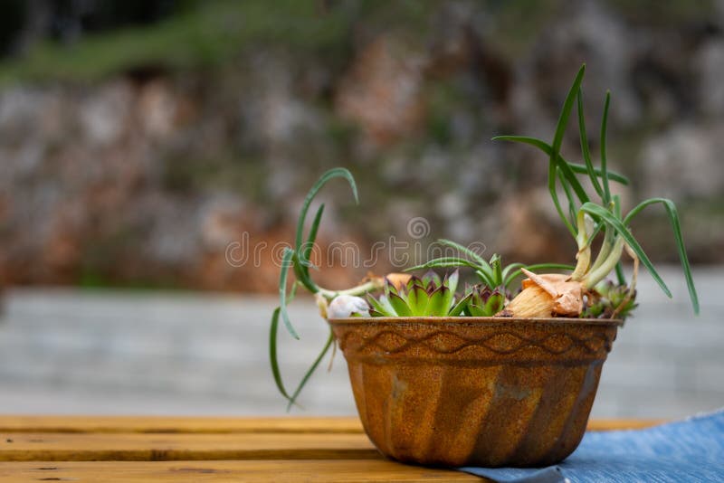 Rusty Baking Pan with Small Plants Inside Stock Image - Image of plate ...