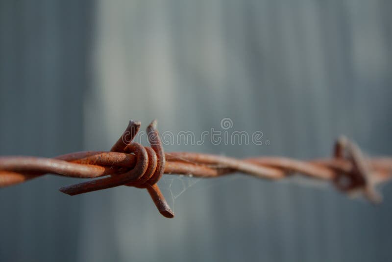 Rusty Barbed Wire Fence with Cobwebs & Blurred Grey & Green Background ...
