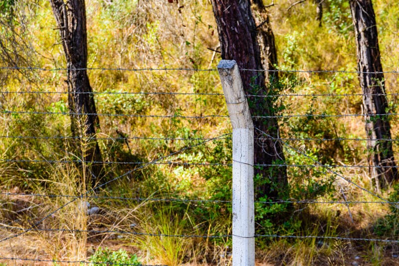 Rusty Barbed Wire Fence in Forest Stock Photo - Image of branch ...