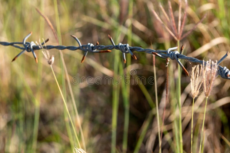 Rusty Barbed Wire Fences are Sharp and Aggressive Stock Image - Image ...