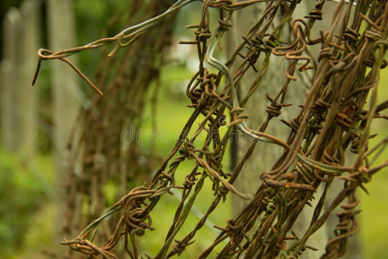 Rusty Barbed Wire Rolled stock image. Image of rusty - 42102809