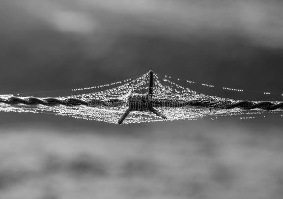 The Rusty Barbed Wire in a Spiderweb Stock Photo - Image of macro ...