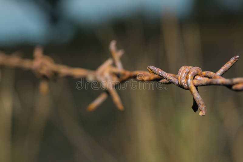 Rusty barbed wire stock photo. Image of barbwire, pattern - 71832066