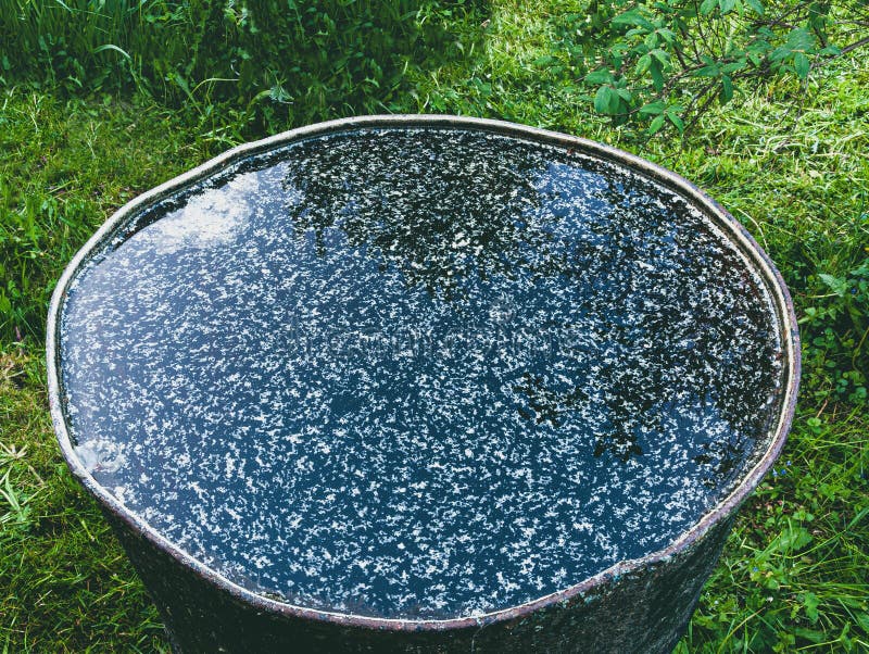 Rusty Barrel Full of Dirty Dark Liquid Stock Image - Image of liquid ...