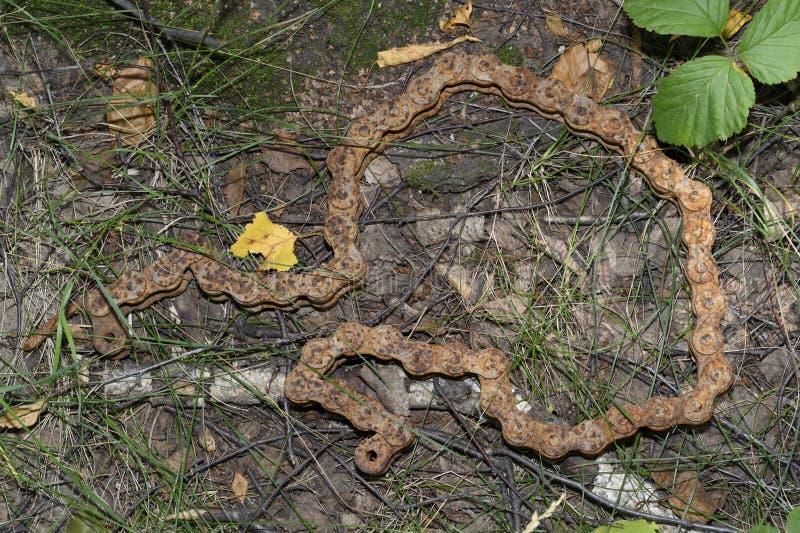 A Rusty Bicycle Chain Lies in a Loop on the Grass in the Forest Stock ...