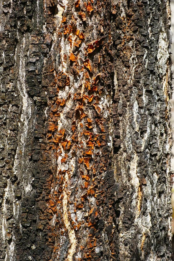 Rusty birch skin stock image. Image of bark, birch, rusty - 56522783