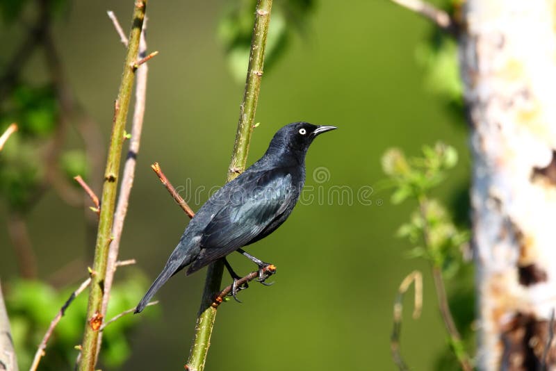 Rusty Blackbird stock image. Image of branch, perch, nature - 22810513