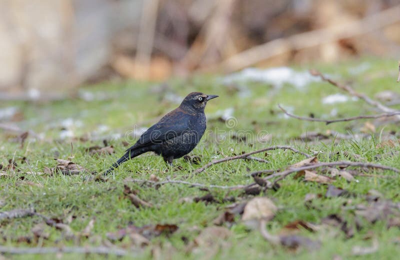 Rusty Blackbird bird stock photo. Image of animal, rusty - 272916732