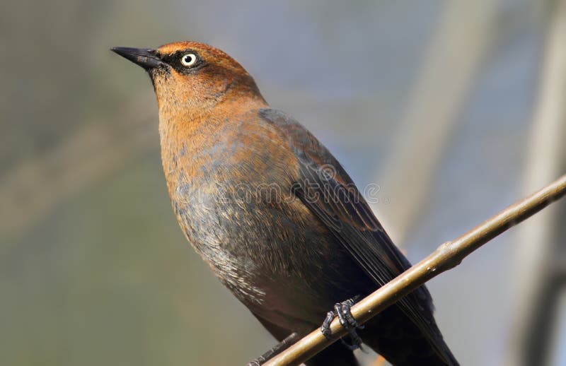 Rusty Blackbird - Euphagus Carolinus Stock Image - Image of outside ...