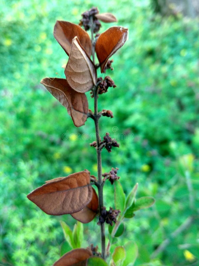 Rusty Branch on a Blurry Green Flower Background Stock Photo - Image of ...