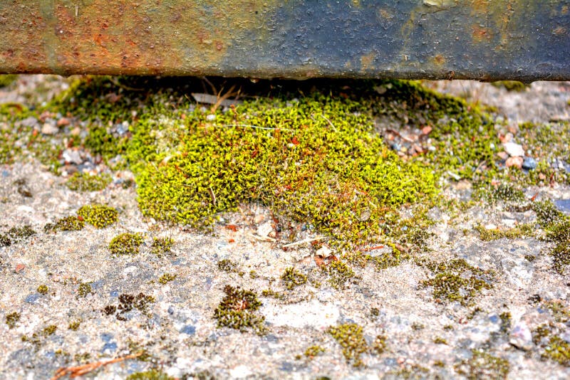 Rusty Cast Iron Rod, Old Weathered Concrete Surface Covered with Green ...