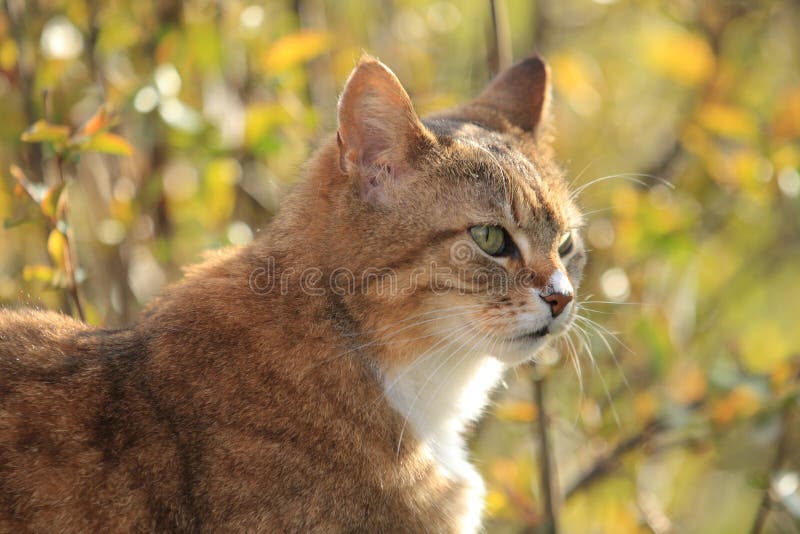 Rusty cat stock photo. Image of nature, grass, gaze, animal - 54526044