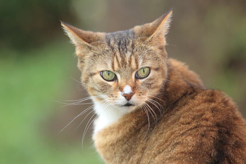 Rusty cat stock photo. Image of nature, grass, gaze, animal - 54526044