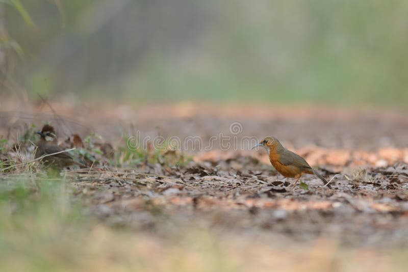 Rusty-cheeked Scimiter Babbler at Sattal Lake,Uttarakhand,India Stock ...