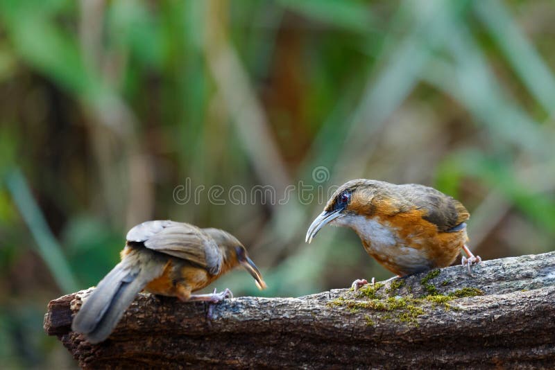 Rusty-cheeked Scimitar Babbler ,Birds. Stock Photo - Image of ...